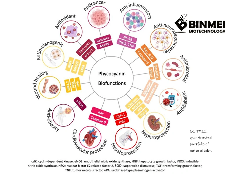 Phycocyanin as a Natural Pigment: Leveraging Its Skin Benefits in Cosmetics