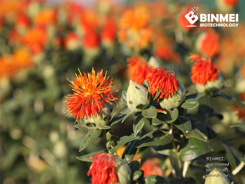 The benefits and application directions of safflower yellow as a ...